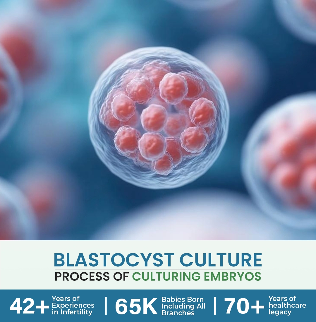 Blastocyst Culture and Transfer in Delhi | World IVF Centre